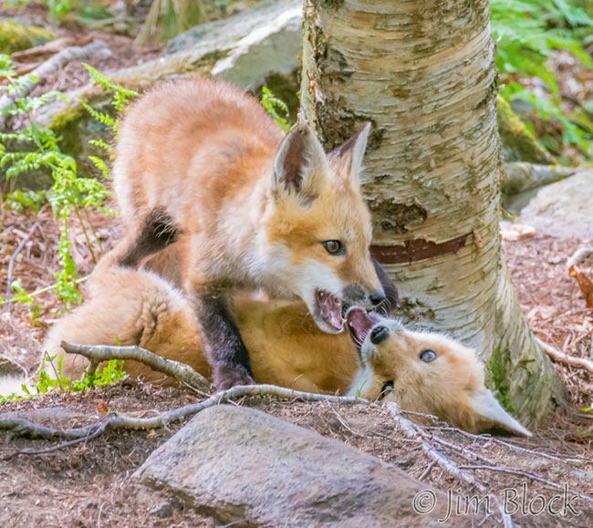 Fox Kits - Jim Block Photography
