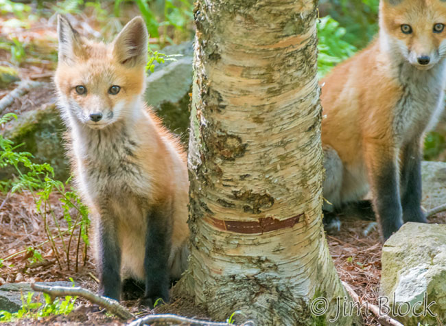 Fox Kits - Jim Block Photography