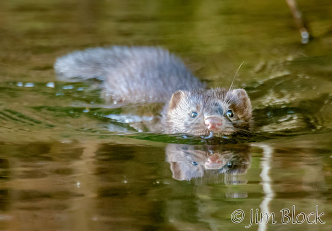 Mink up Close - Jim Block Photography