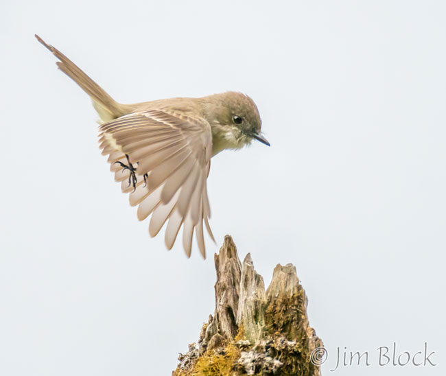 Phoebes Flying - Jim Block Photography