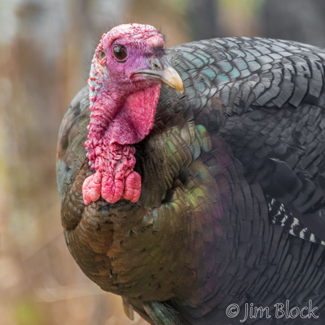 Wild Turkey Up Close in Etna - Jim Block Photography