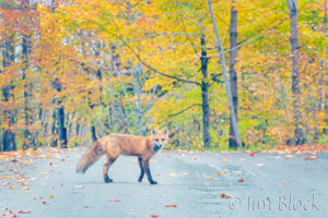 Red Fox in Etna - Jim Block Photography