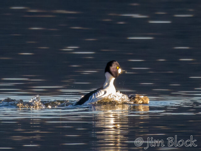 Common Goldeneyes Mating - Jim Block Photography