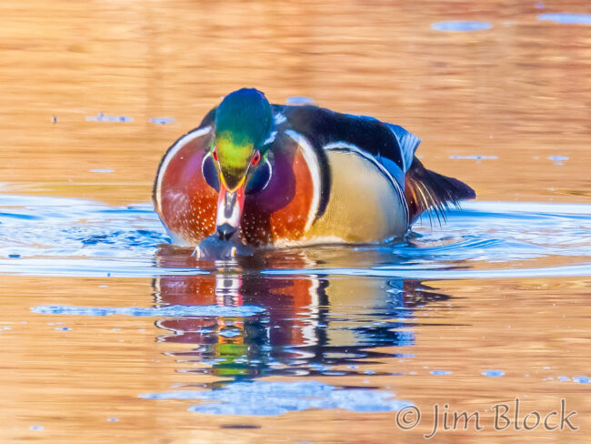 Wood Ducks Mating - Jim Block Photography