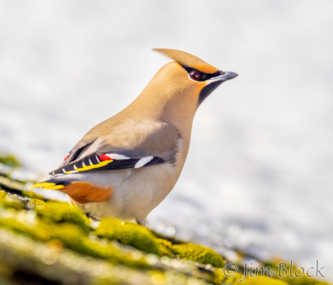 Bohemian Waxwings in Newbury - Jim Block Photography