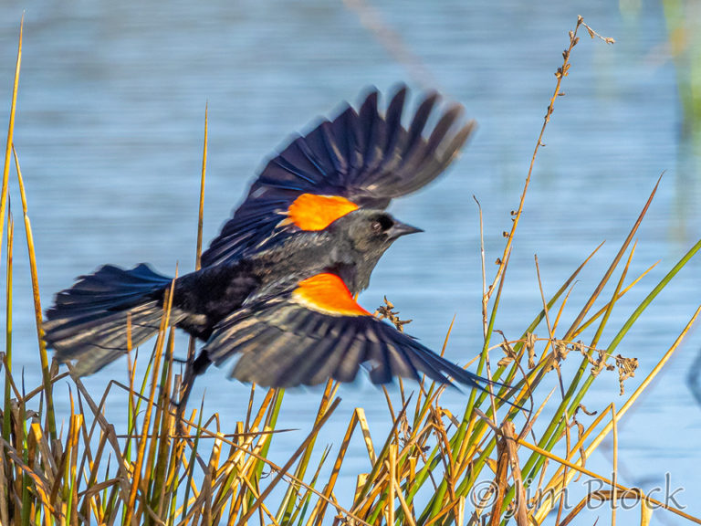 Birds of early May 2022 in Vermont - Jim Block Photography