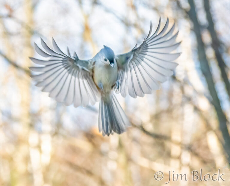 Eagles and small birds flying - Jim Block Photography
