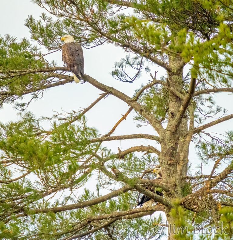 Eagles and small birds flying - Jim Block Photography