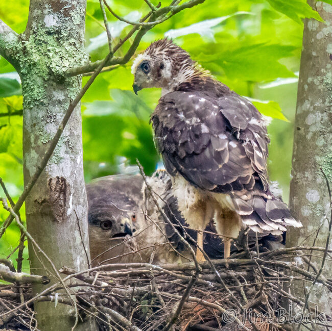 Cooper’s Hawk Nest - Jim Block Photography