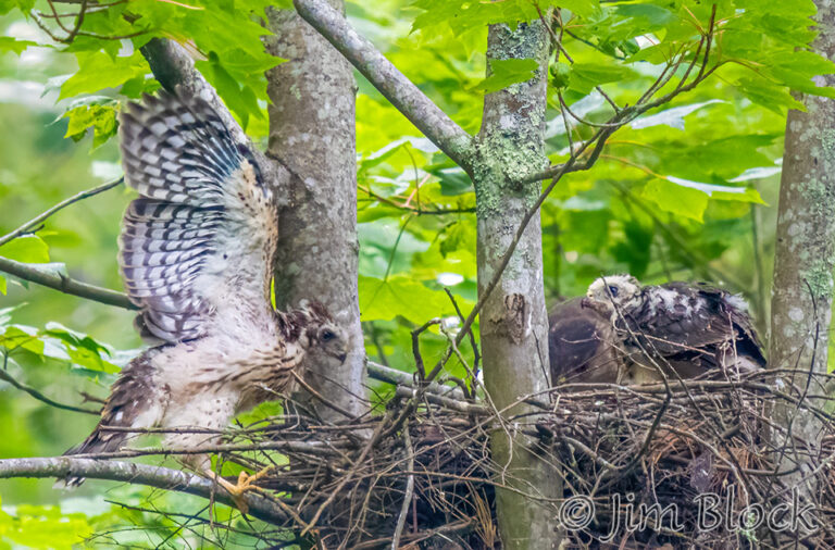Cooper’s Hawk Nest - Jim Block Photography