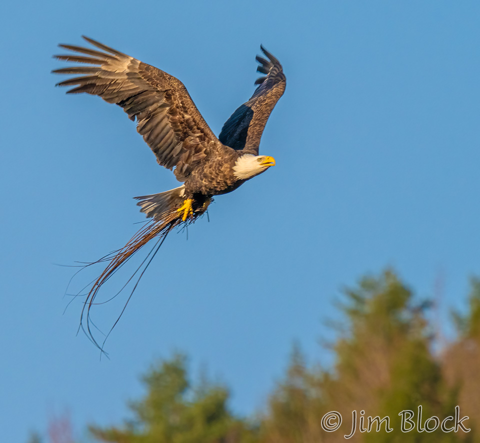 Birds of Mid-Spring 2025 - Jim Block Photography