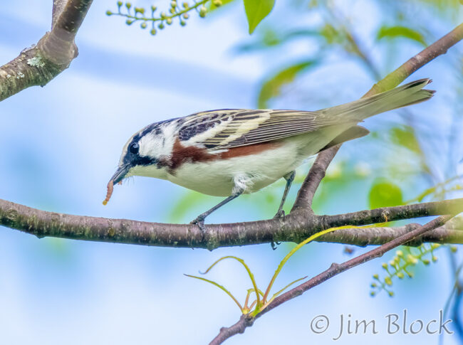 Birds of Late Spring 2025 - Jim Block Photography
