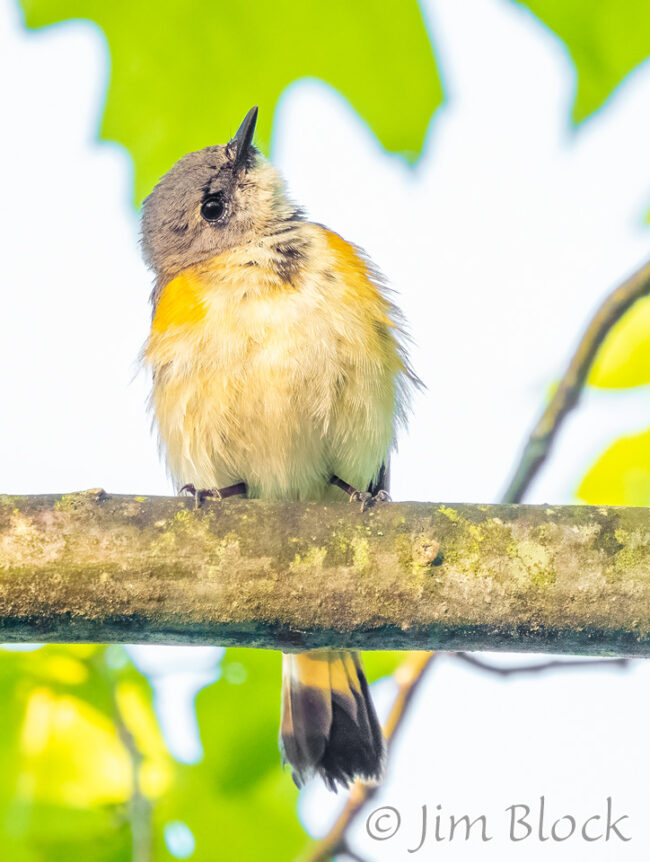 Birds of Late Spring 2025 - Jim Block Photography