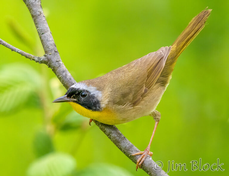 Birds of Late Spring 2025 - Jim Block Photography