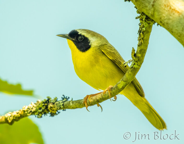 Birds of Late Spring 2025 - Jim Block Photography
