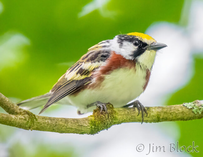 Birds of Late Spring 2025 - Jim Block Photography