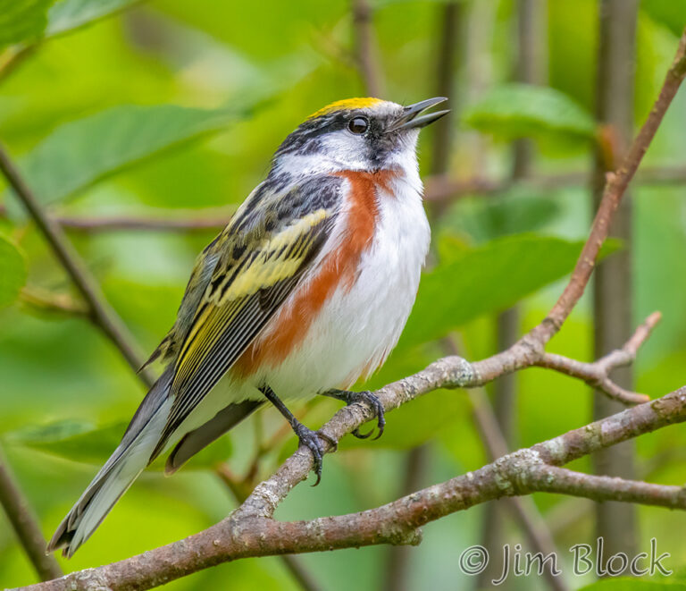 Birds of Late Spring 2025 - Jim Block Photography