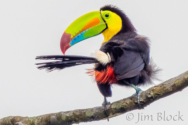 Costa Rica 2025 second half - Jim Block Photography